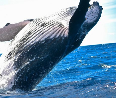 Fiji Wildlife – What to Expect to See on your Trip to Fiji - Think Pacific